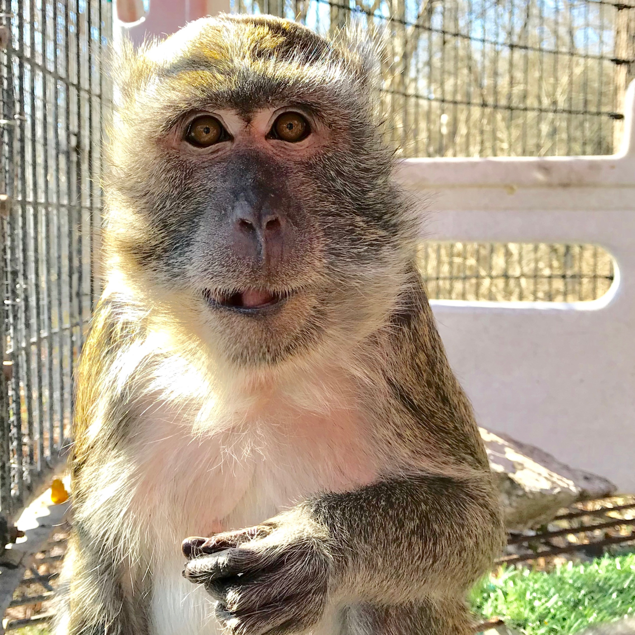 Monkeys | Primate Rescue Center