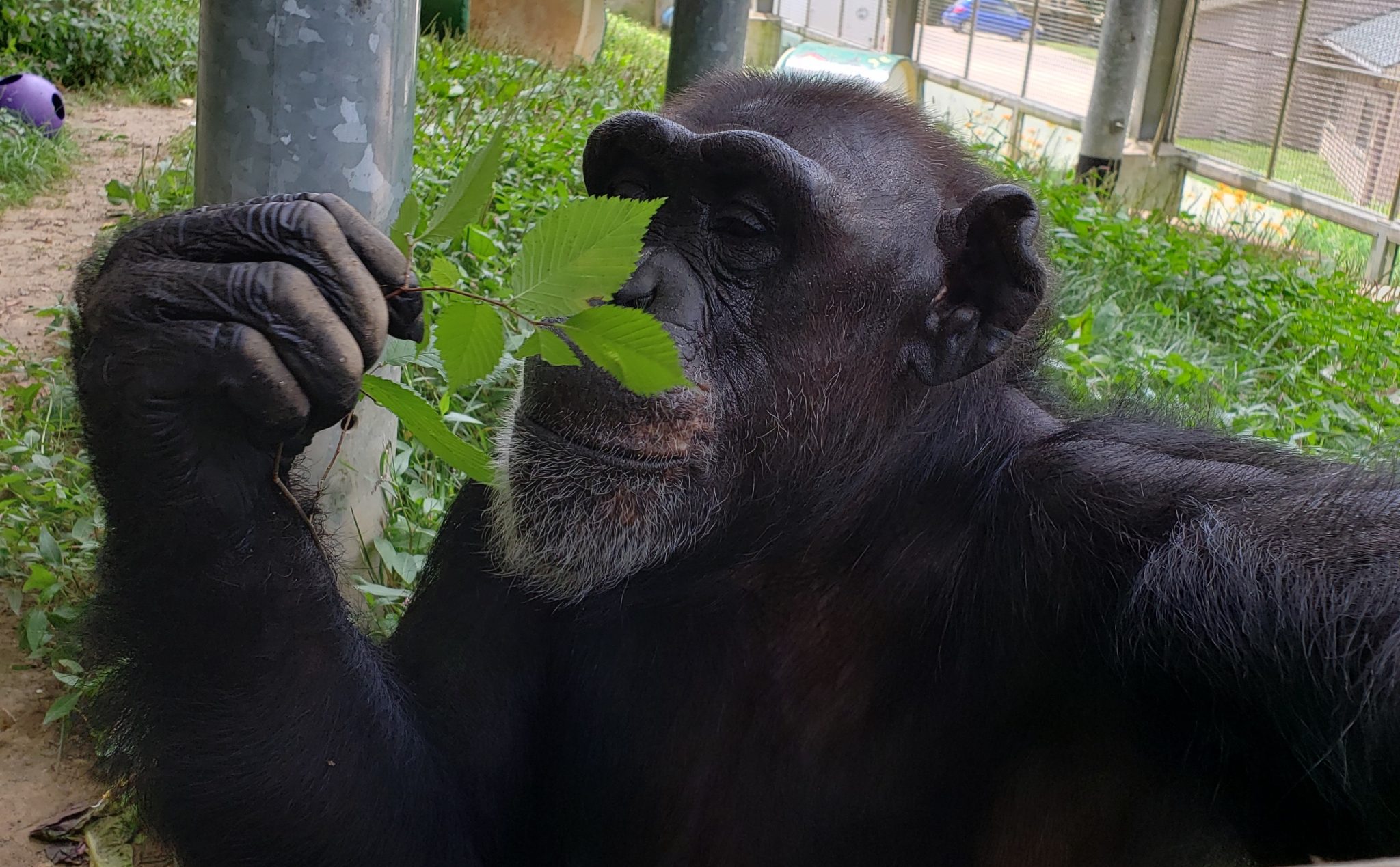 Eating Green | Primate Rescue Center