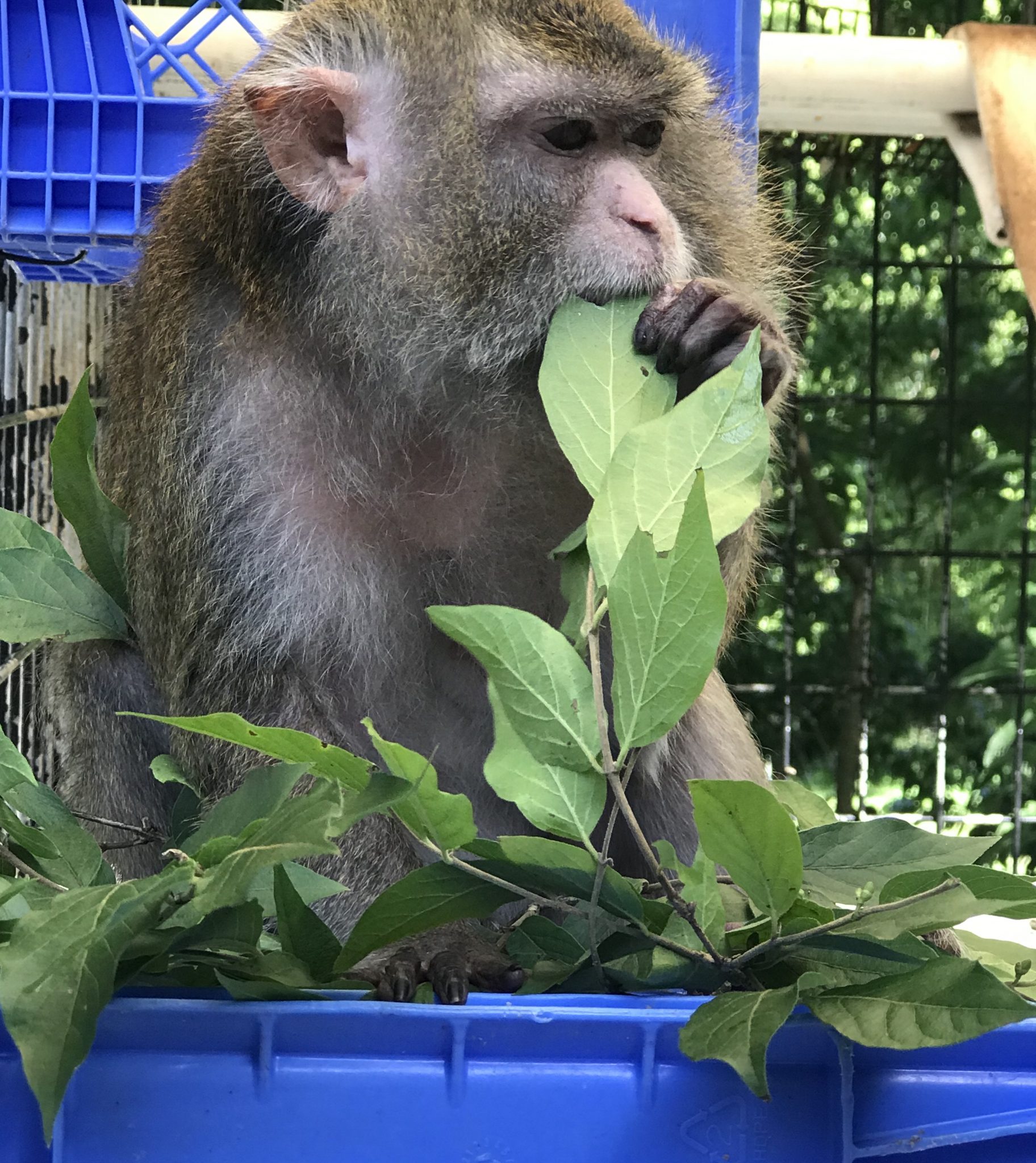 Eating Green | Primate Rescue Center