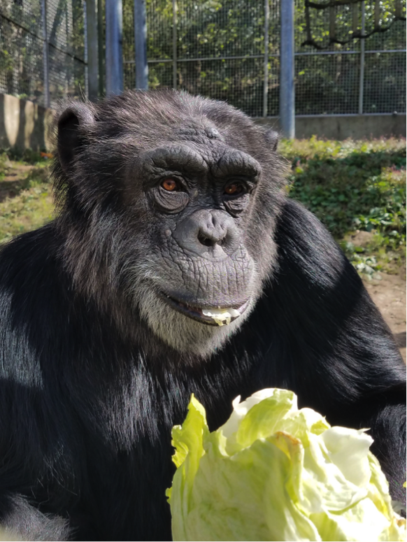 Let's Forage! | Primate Rescue Center