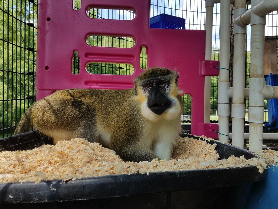 Let's Forage! | Primate Rescue Center