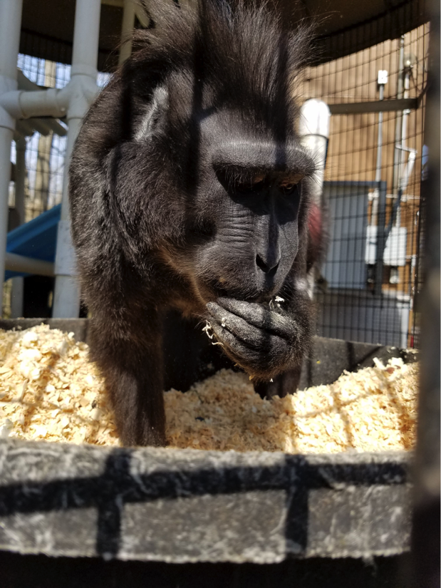 Let's Forage! | Primate Rescue Center