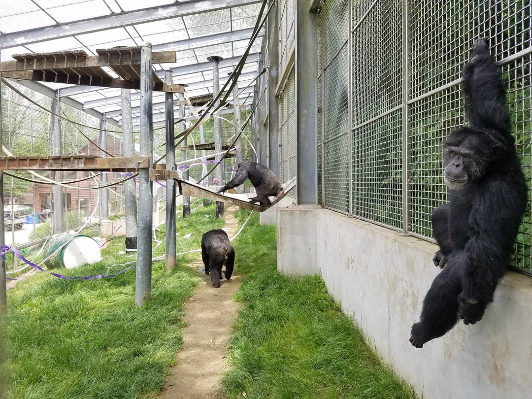 Reading into the Chimpanzee | Primate Rescue Center