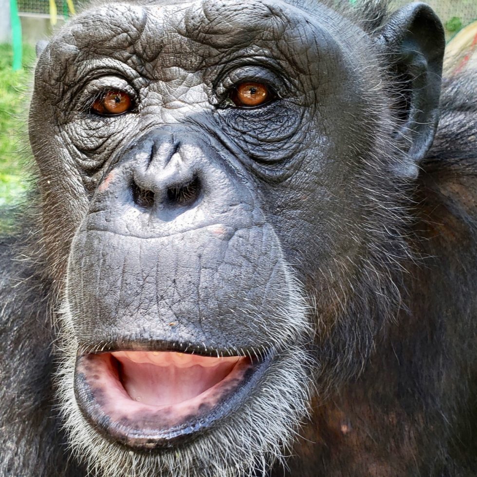 Primate Rescue Center | Kentucky, USA