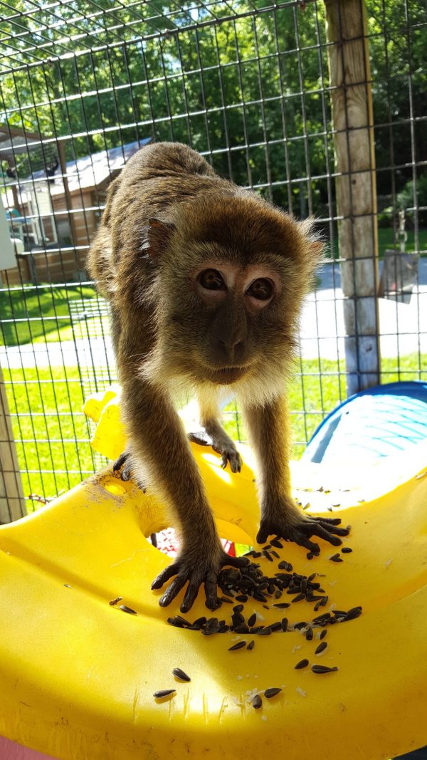 The Three Amigos! | Primate Rescue Center