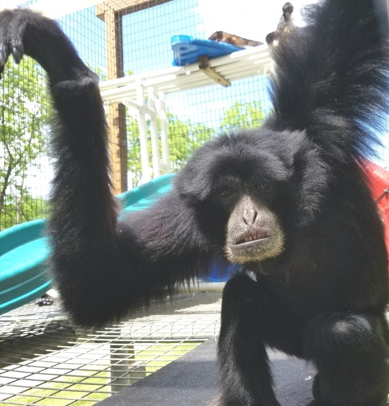 Give Big on Giving Day for Apes! | Primate Rescue Center