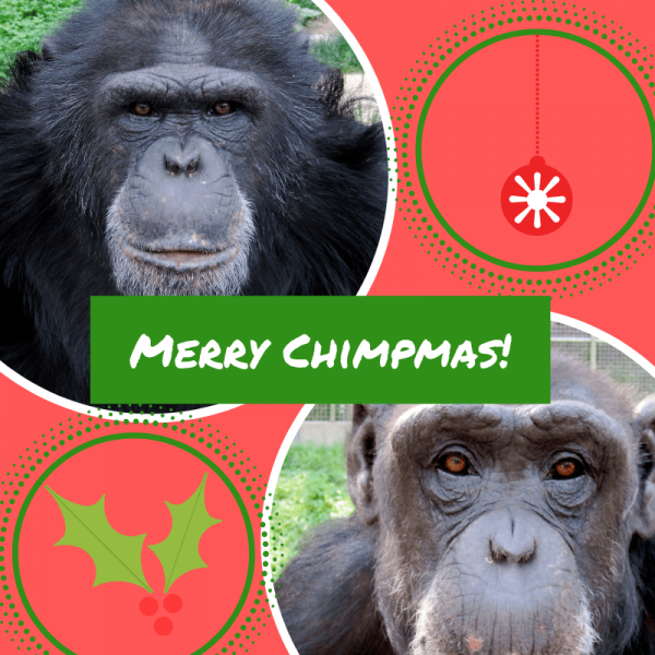 Chimpmas 2018! | Primate Rescue Center