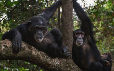 Primate Rescue Center | Kentucky, USA