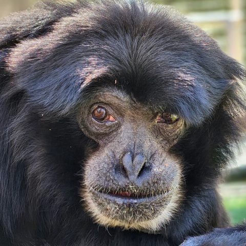 Primate Rescue Center | Kentucky, USA