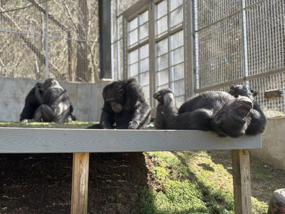 Primate Rescue Center | Kentucky, USA