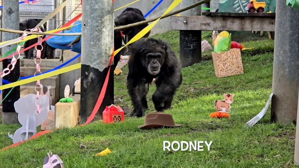 Primate Rescue Center | Kentucky, USA